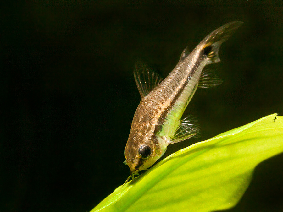 Corydoras nain • Corydoras pygmaeus • Fiche poissons