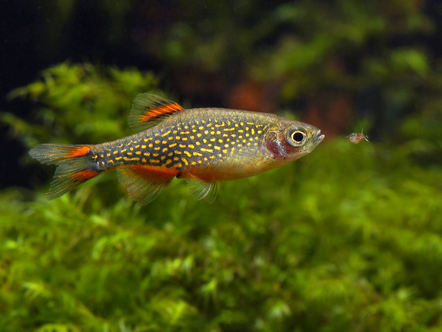 Danios - Liste des poissons - Fishipedia