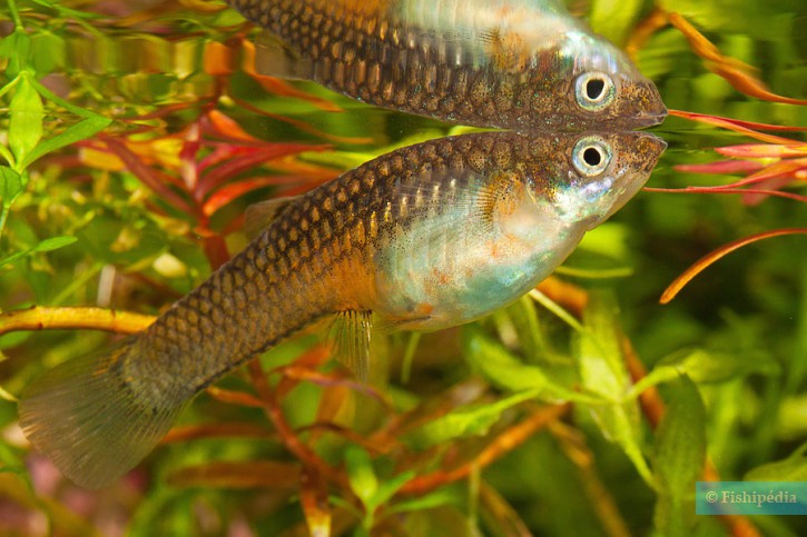 Micropoecilia picta • Fish sheet