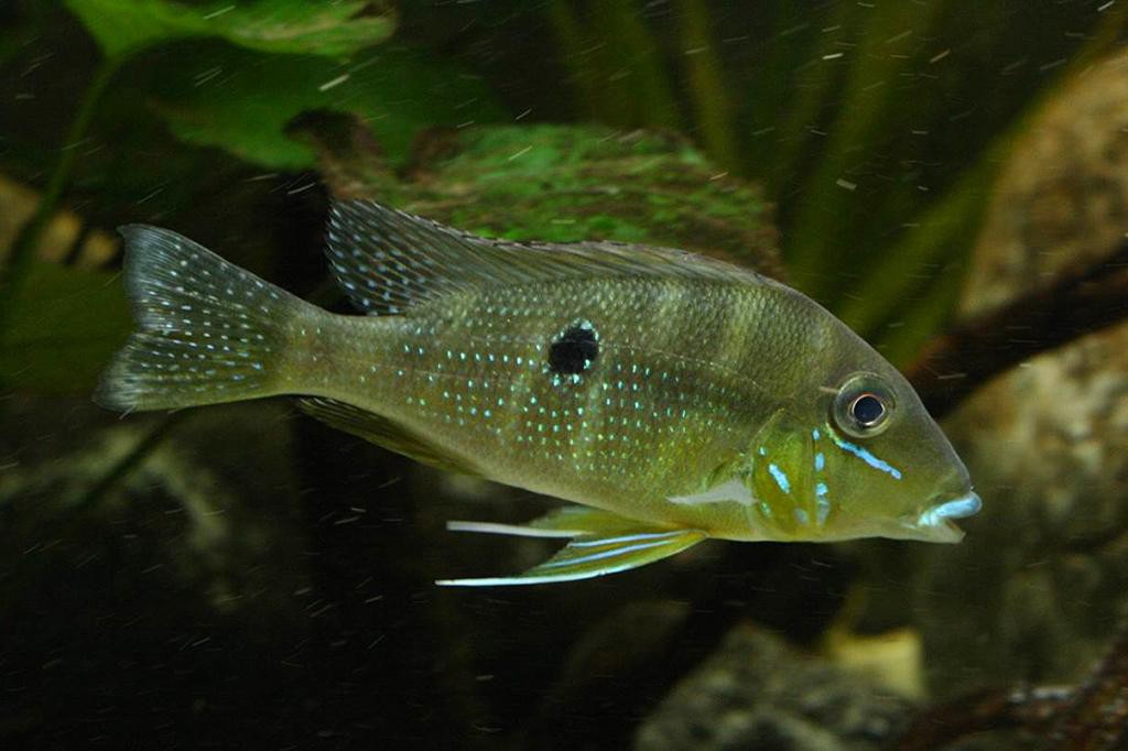 Geophagus argyrostictus • Géophage • Fiche poissons