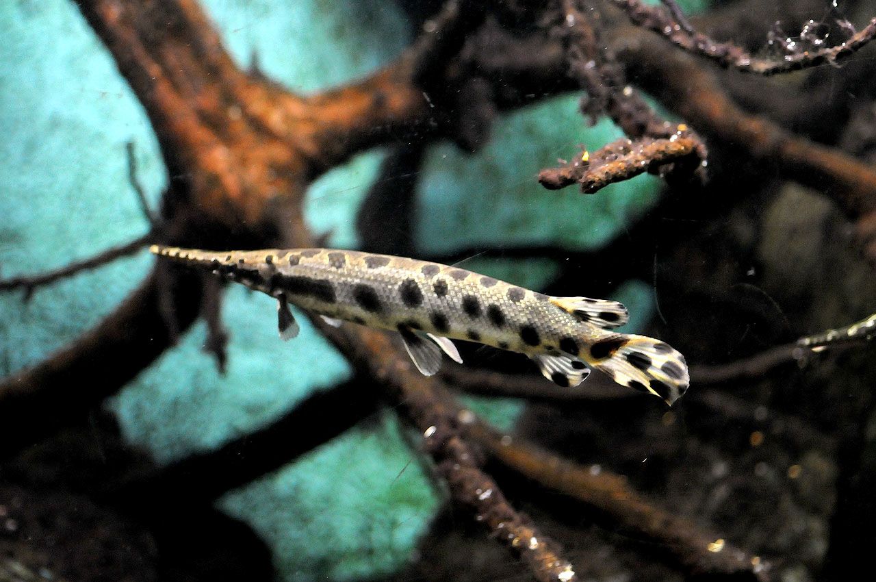 Lepisosteus - Liste des poissons - Fishipedia
