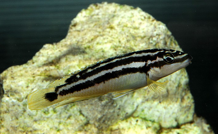 Julidochromis ornatus • Ficha de pez