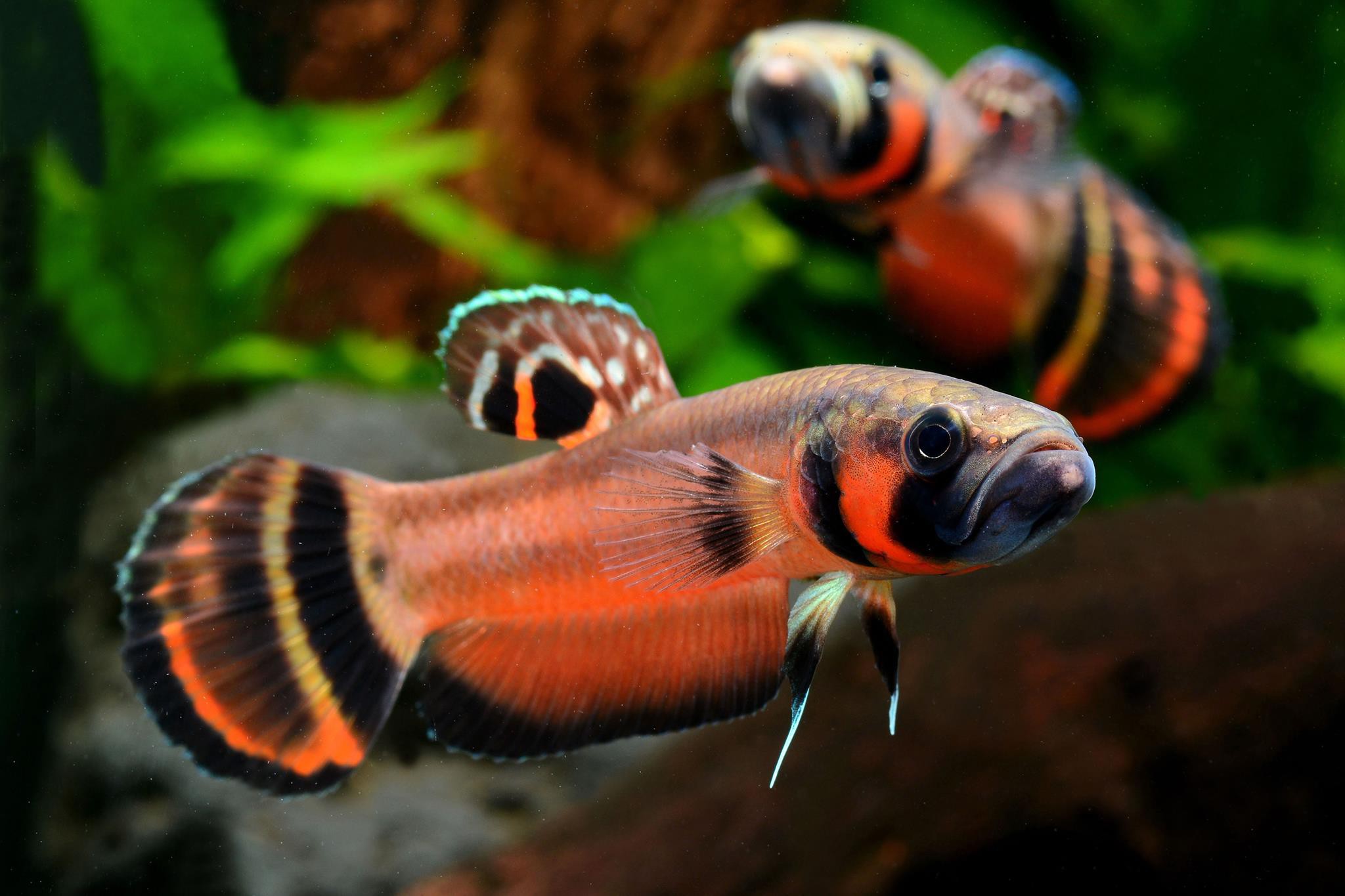 Betta - Liste des poissons - Fishipedia