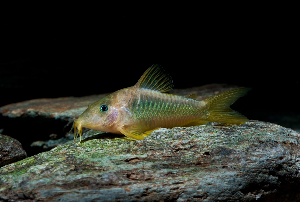 Corydoras melanotaenia • Poisson-chat nain • Fiche poissons