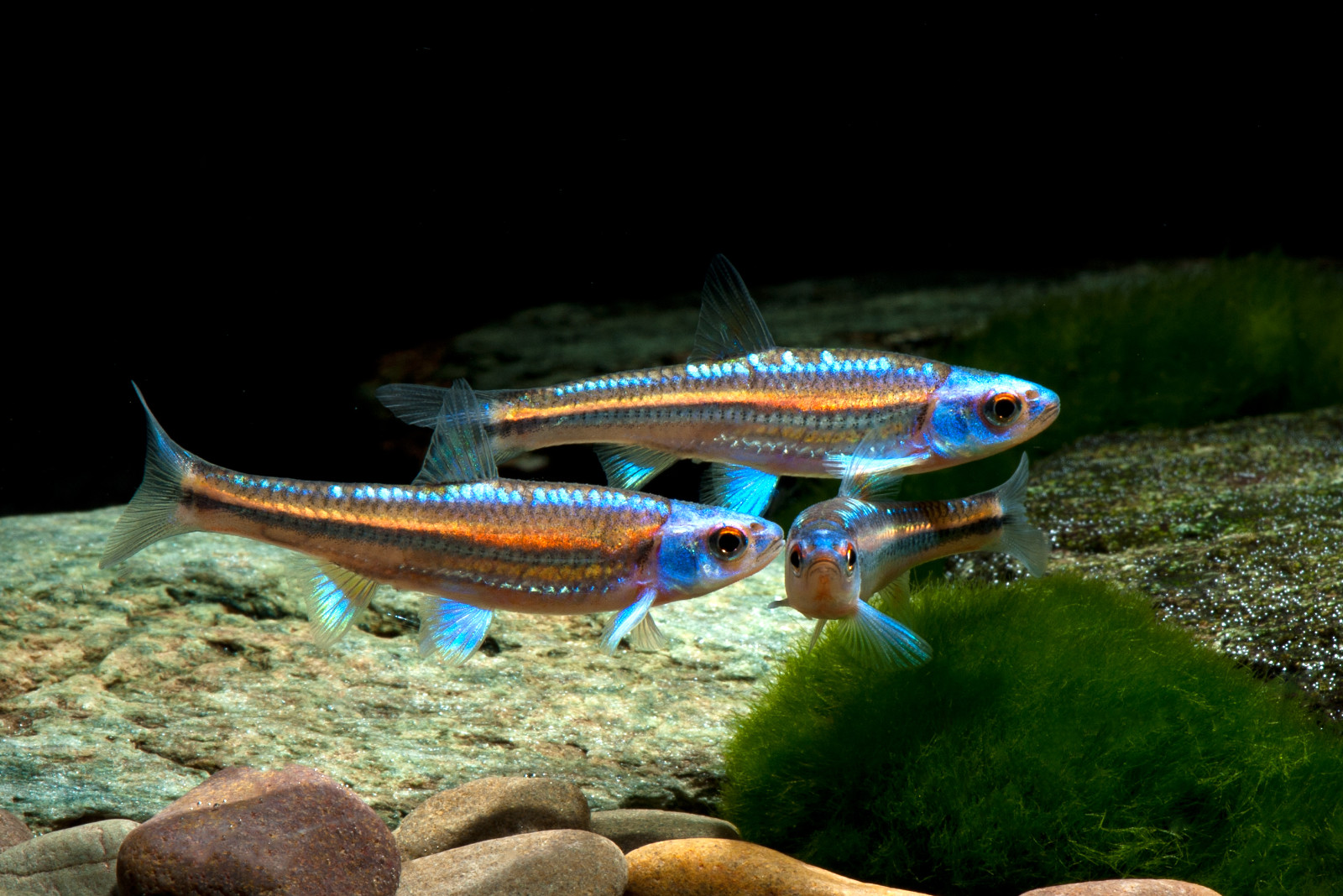 Notropis chrosomus • Fish sheet
