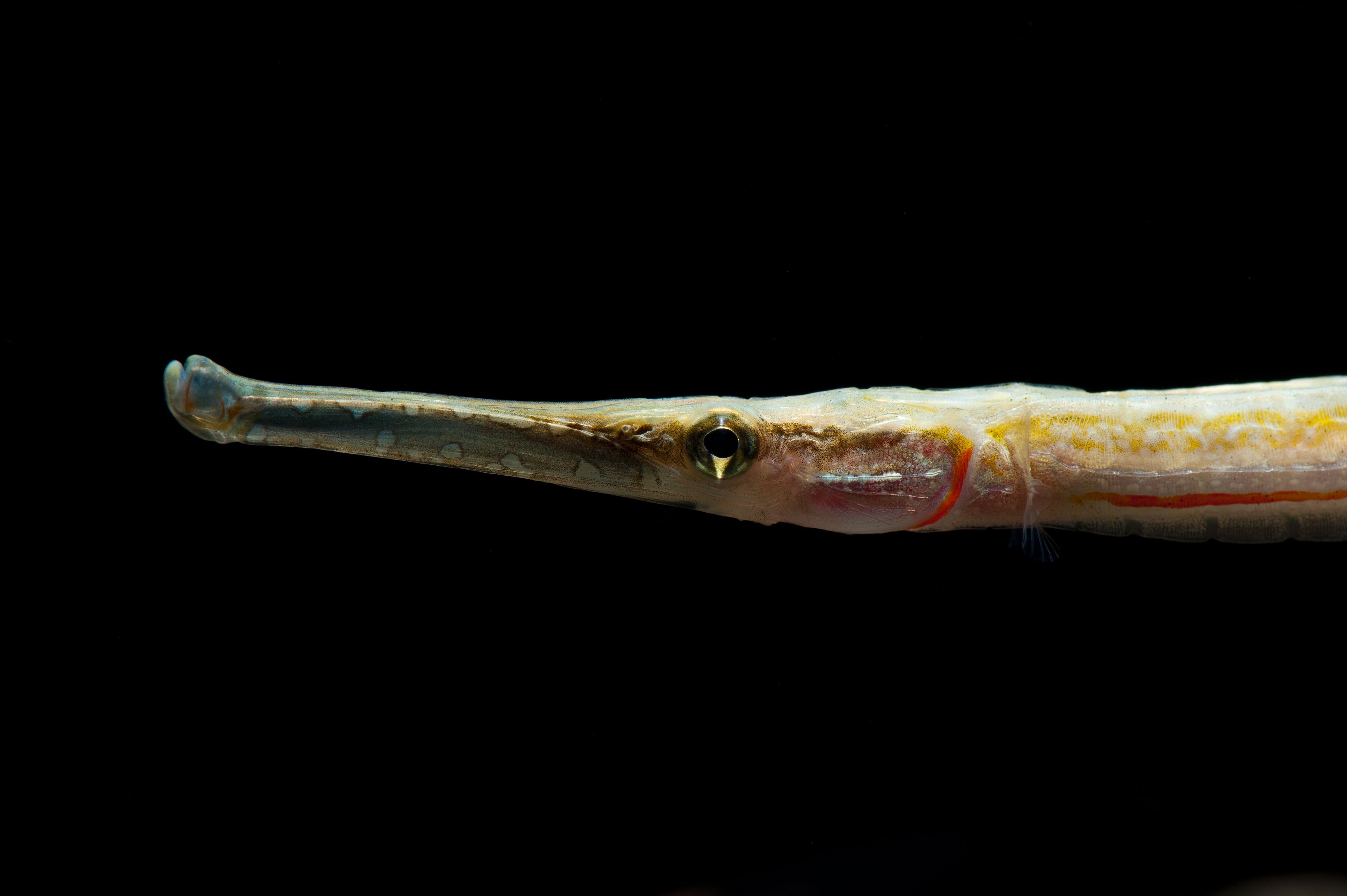 Microphis - Liste des poissons - Fishipedia