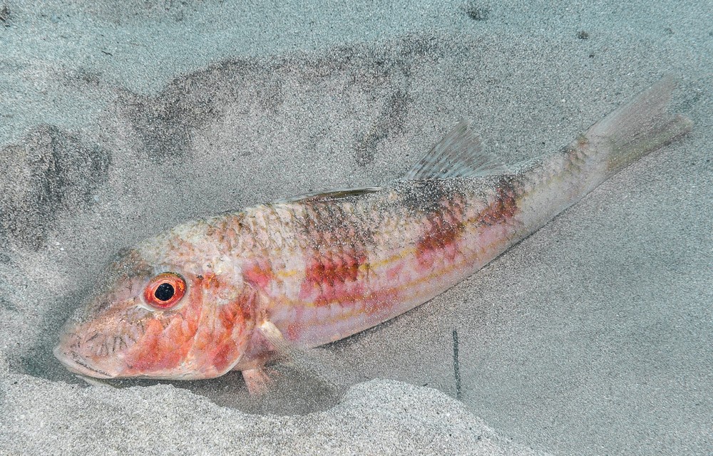 - Liste des poissons - Fishipedia