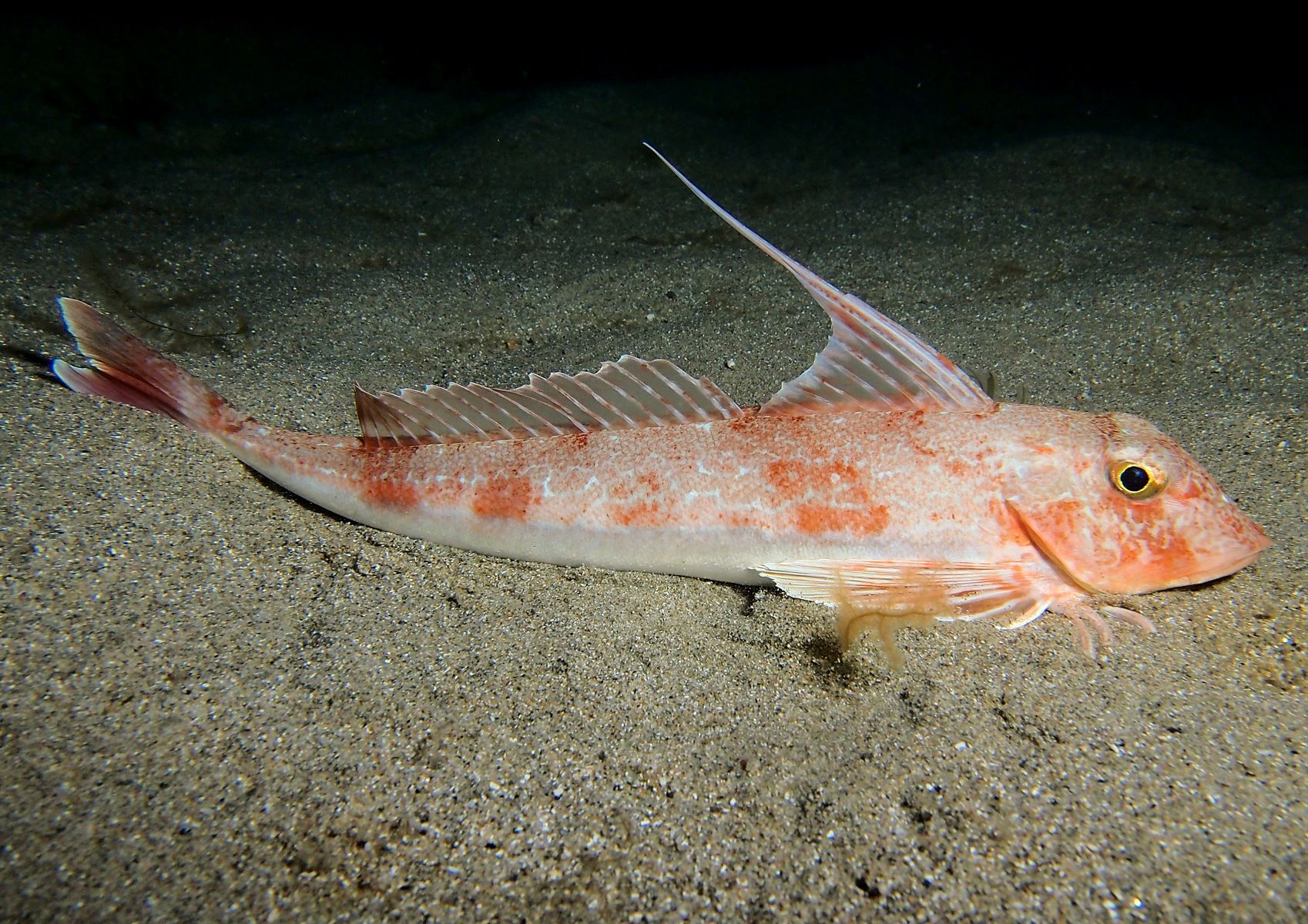 Longfin gurnard • Chelidonichthys obscurus • Fish sheet