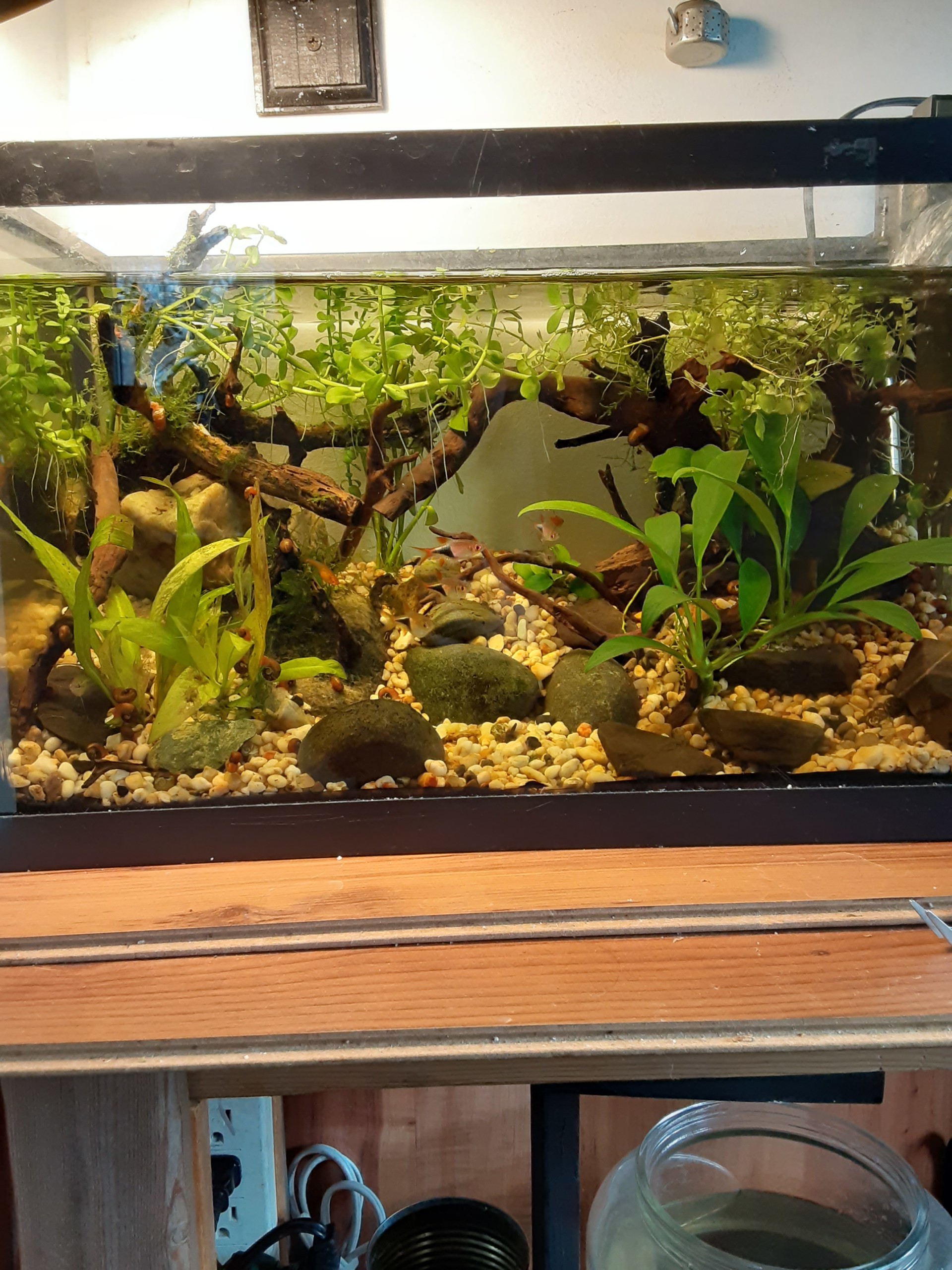 Aquarium taï • Biotope