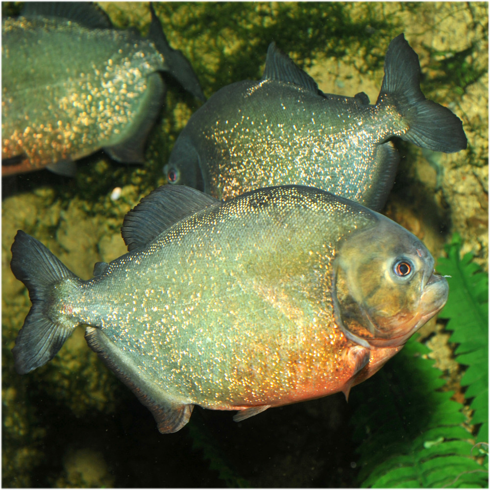 Agua dulce caliente • El acuario • Fishipedia