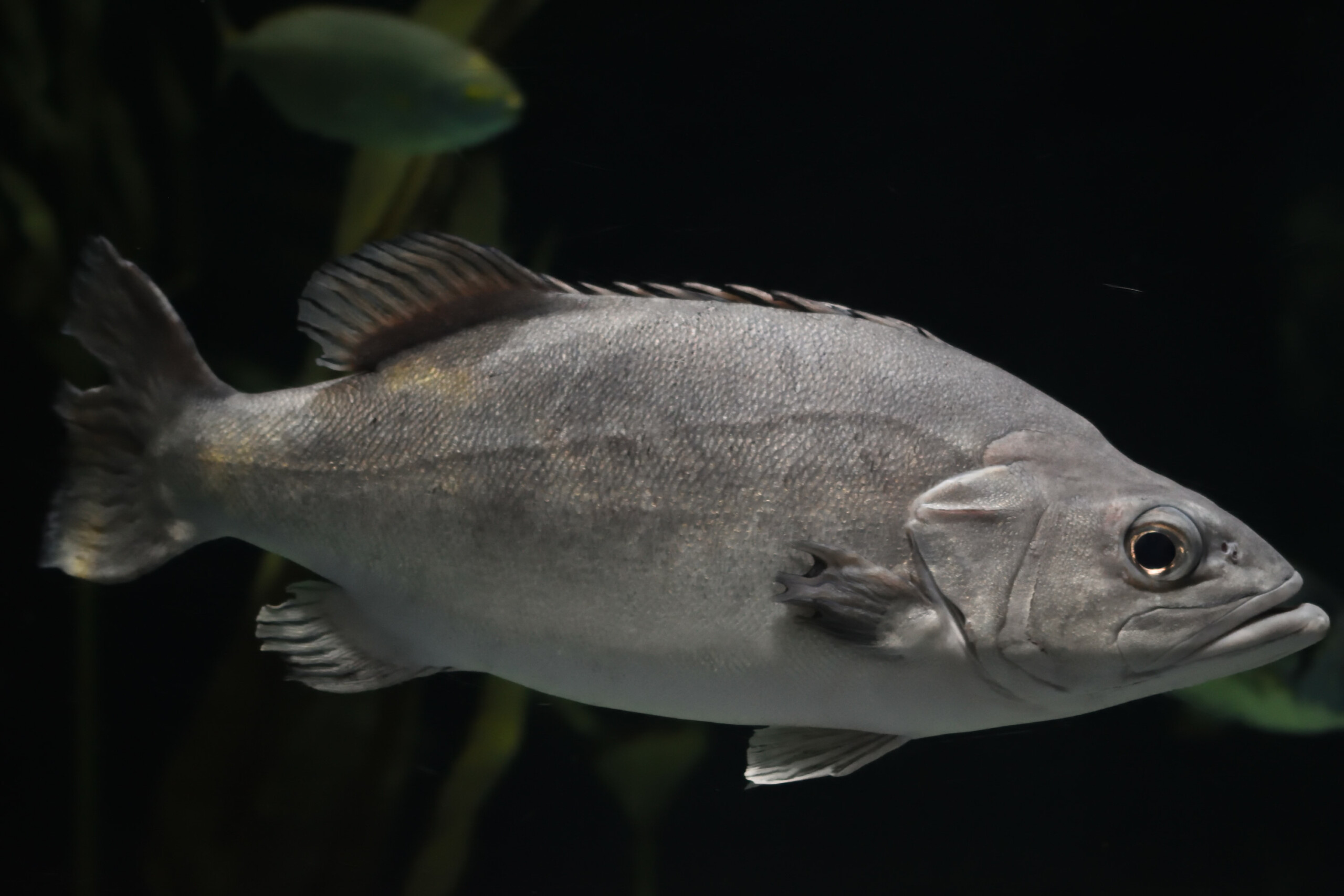 Polyprion americanus • Ficha de pez