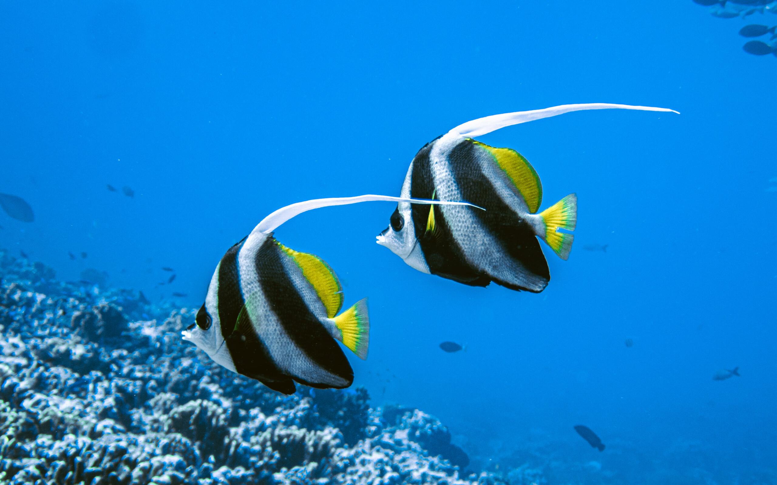 Heniochus acuminatus • Fish sheet